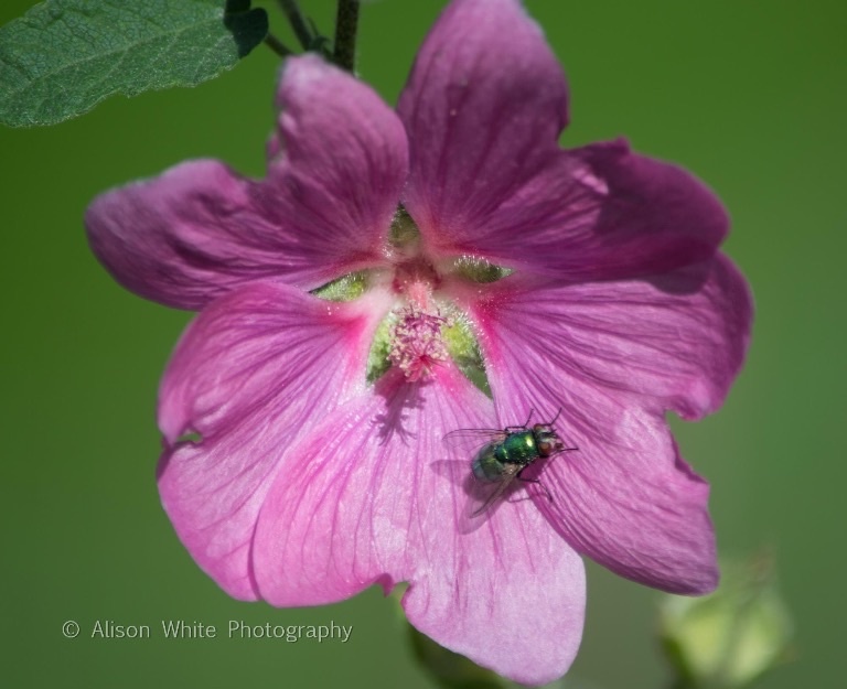 Sugar centre | Alison666 | Blipfoto