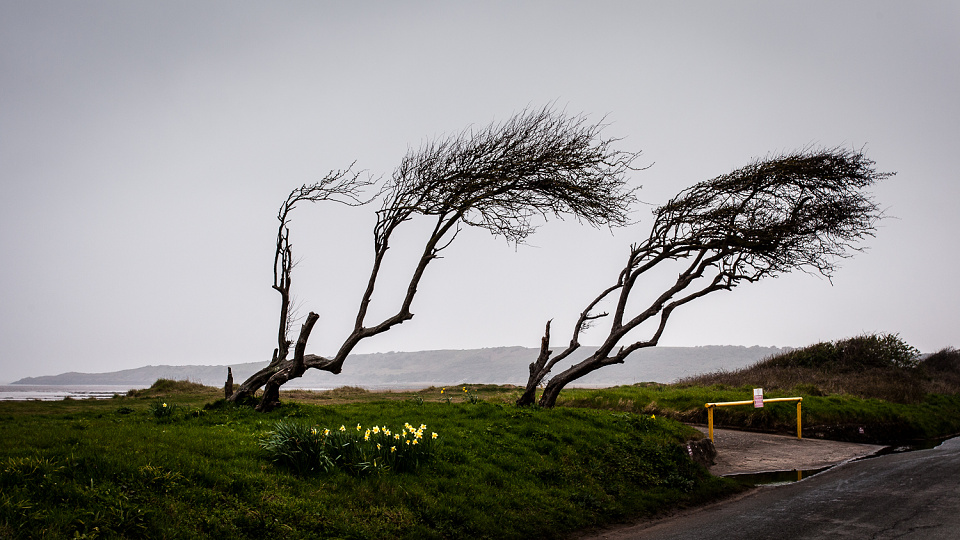 Windswept Trees (widwed110418) | steveng | Blipfoto