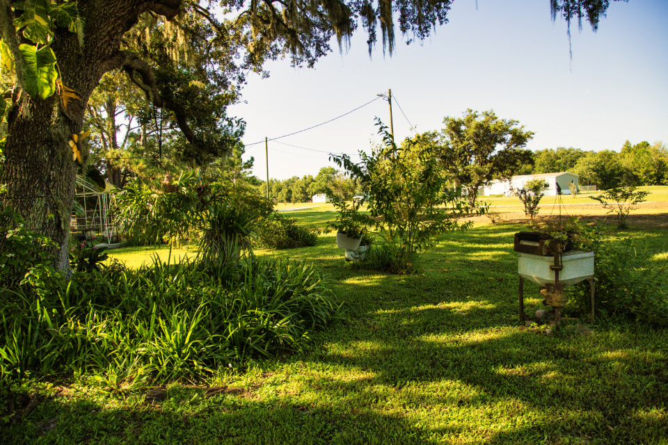 Part of the front Yard | bugsman | Blipfoto