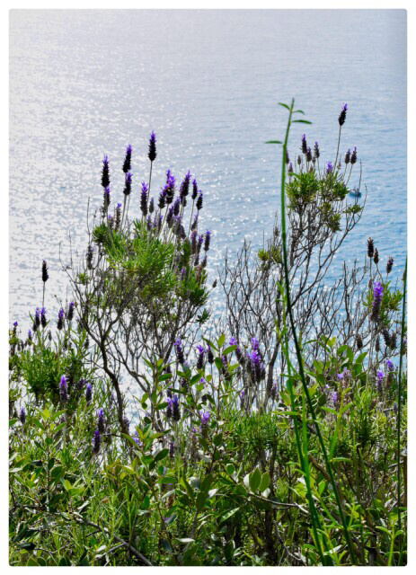 Lavender sprigs | pixelpixie | Blipfoto