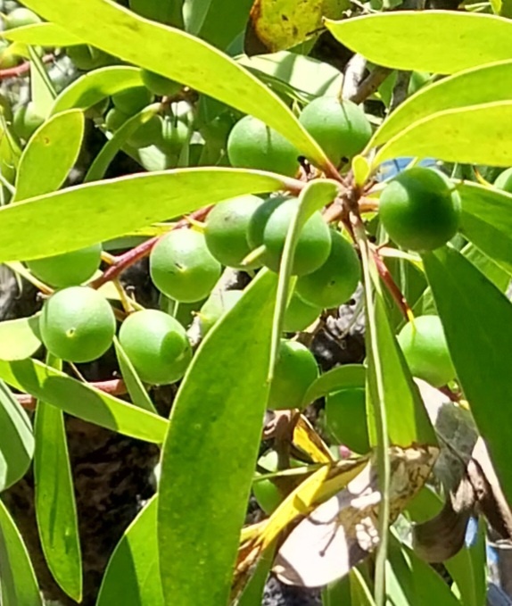Bright fruit of a... | Gritty | Blipfoto