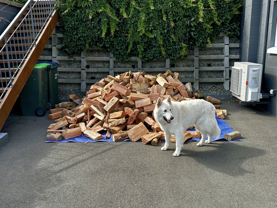 Wooden dog? | AndrewNZ | Blipfoto