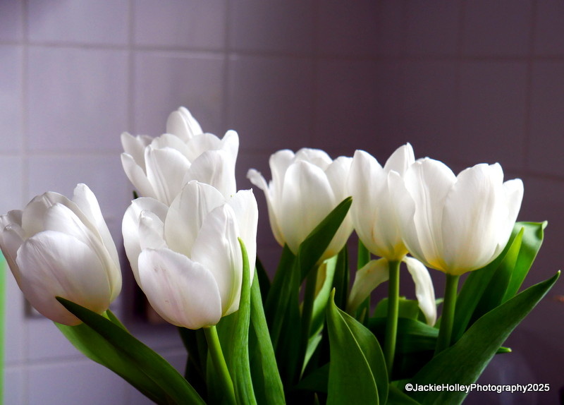 Simple | ThingsBeautiful | Blipfoto