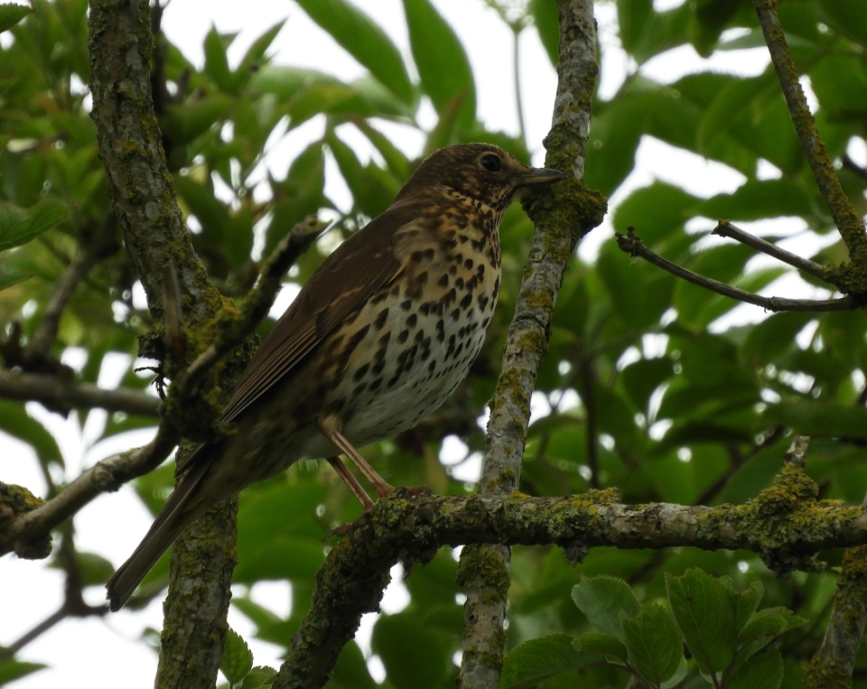 Singing a song | Tigger101 | Blipfoto