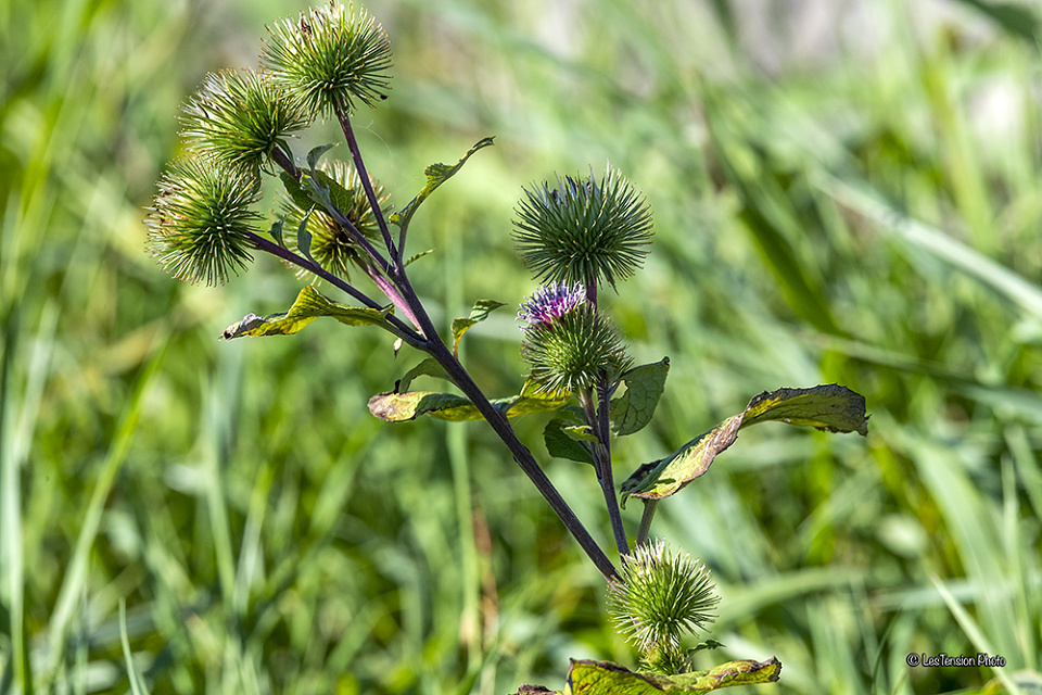 COMMON BURDOCK | LesTension | Blipfoto