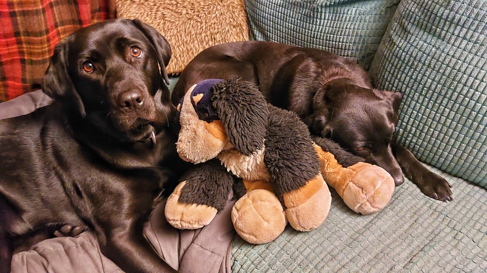 A trio of dogs | snapper | Blipfoto