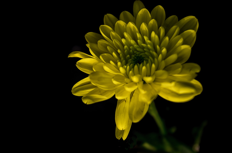 Flower. | Jerra | Blipfoto