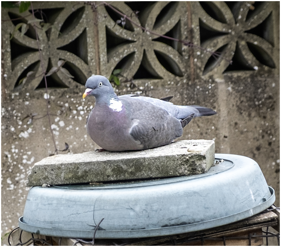 Resting Wood Pigeon | Terrifo | Blipfoto