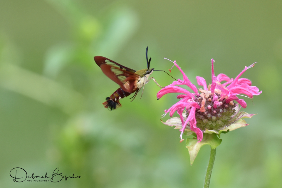 Flying Prawns | dbifulco | Blipfoto