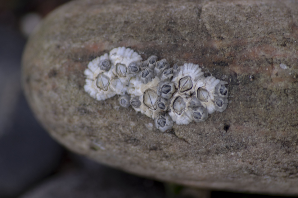 Acorn Barnacles. | Jerra | Blipfoto