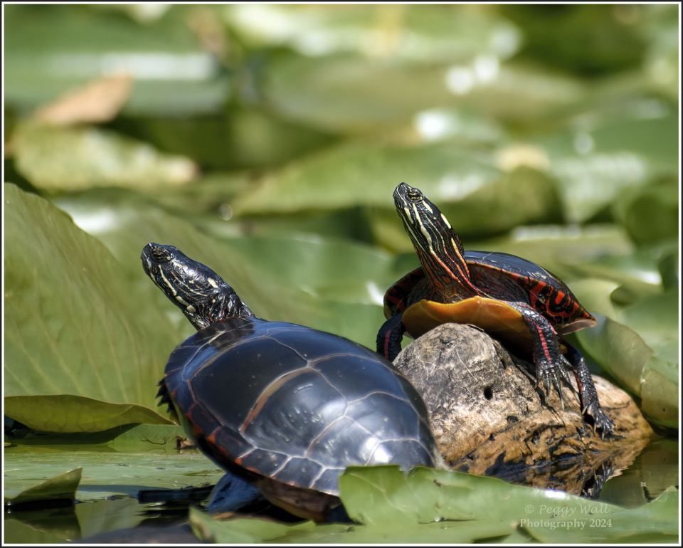 Not Tiny Tuesday ... | KangaZu | Blipfoto