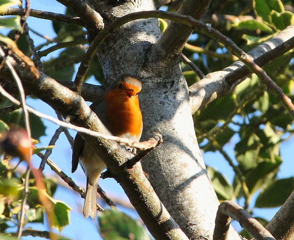 ROBIN SPOTTED ME | sunflower | Blipfoto