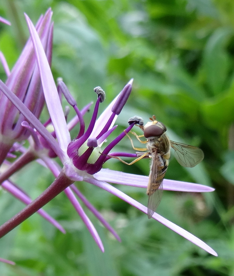 Hoverfly and the alliums | sheilwill | Blipfoto