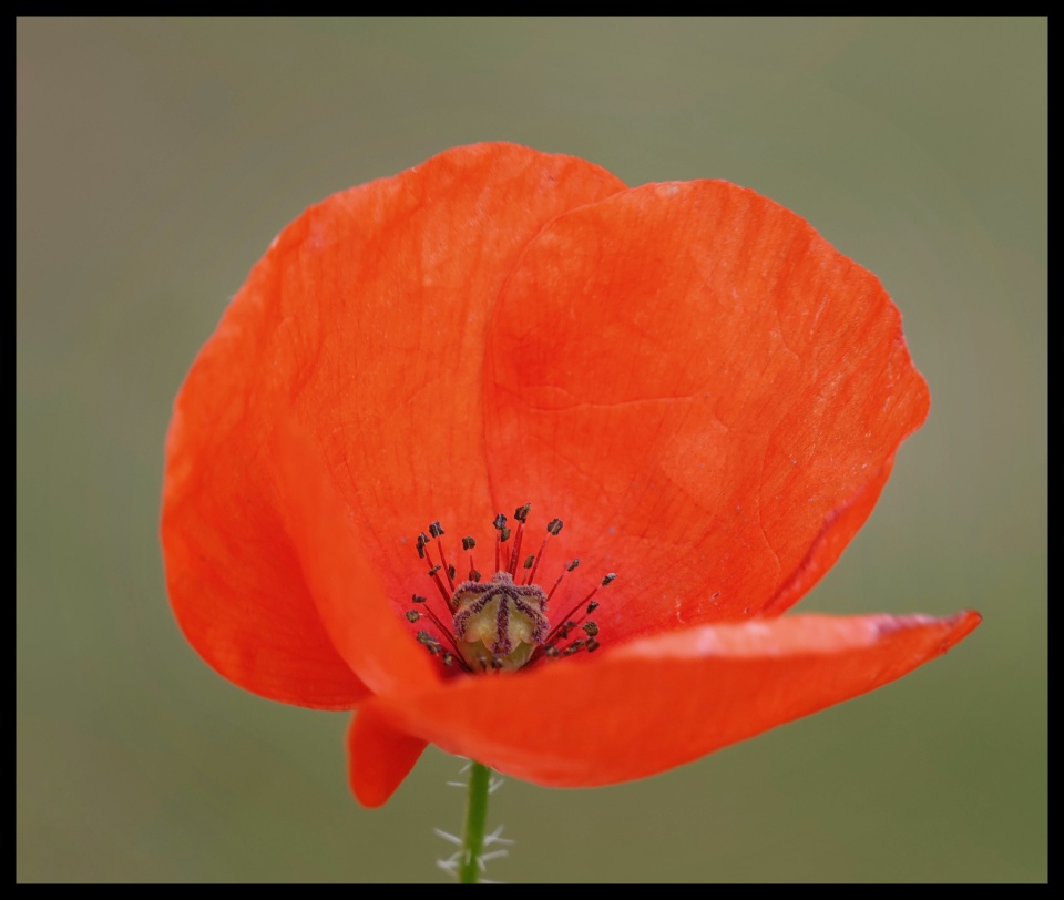 Poppy | debsdad | Blipfoto