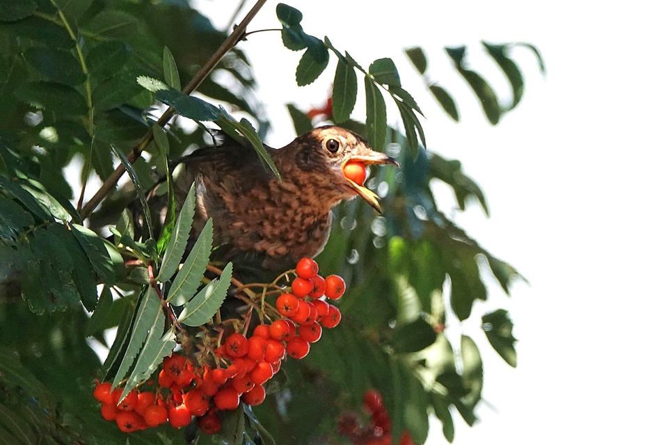 Rowan berries..... | flying | Blipfoto