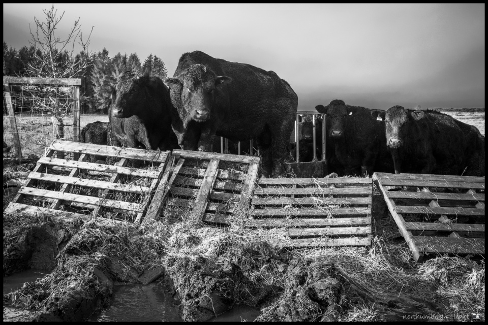 Threatening ... | RobinDown | Blipfoto