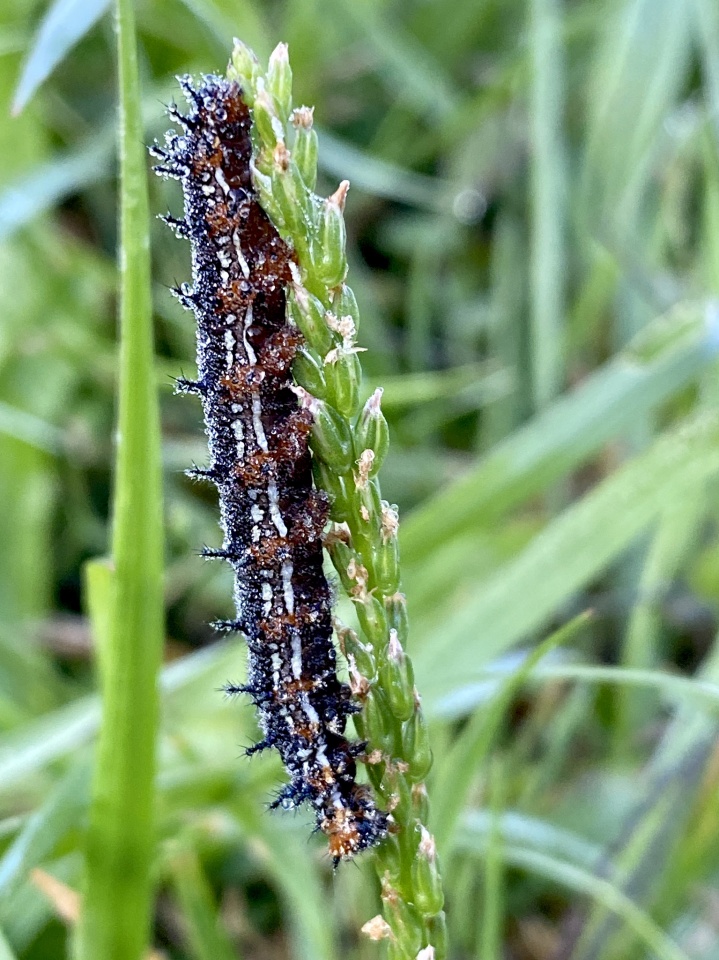 Dewy | Kimb | Blipfoto