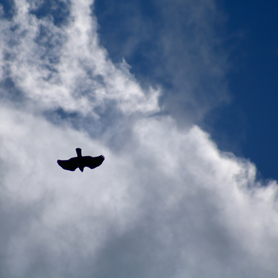 A possible buzzard | KCNQ2Haiku | Blipfoto