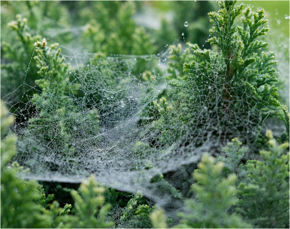 Heavy Dew | Terrifo | Blipfoto