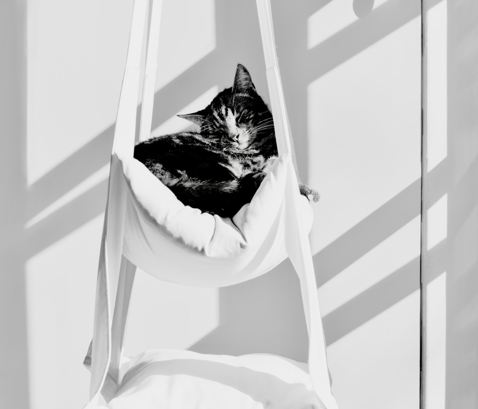 Robin sleeping | hettykat | Blipfoto