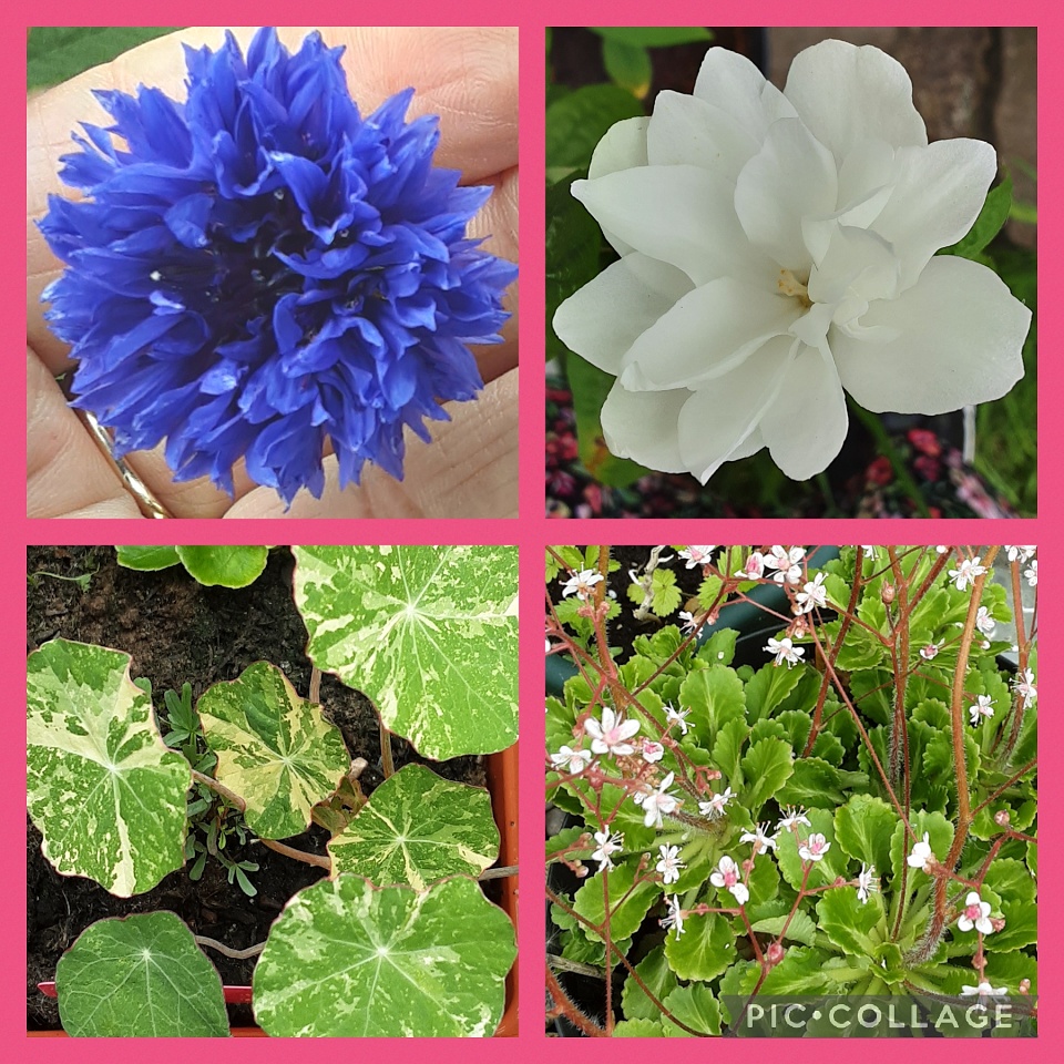 Garden collage. | Grace55 | Blipfoto