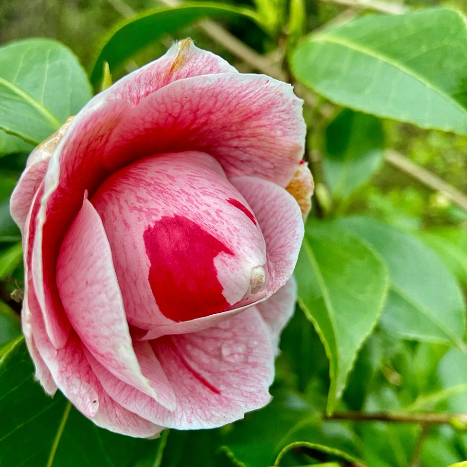 Camellia | Ingeborg | Blipfoto