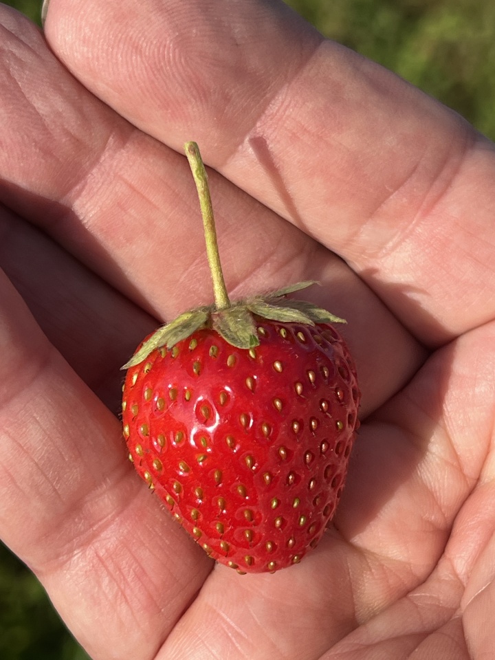Red - day 14 | Shelling | Blipfoto