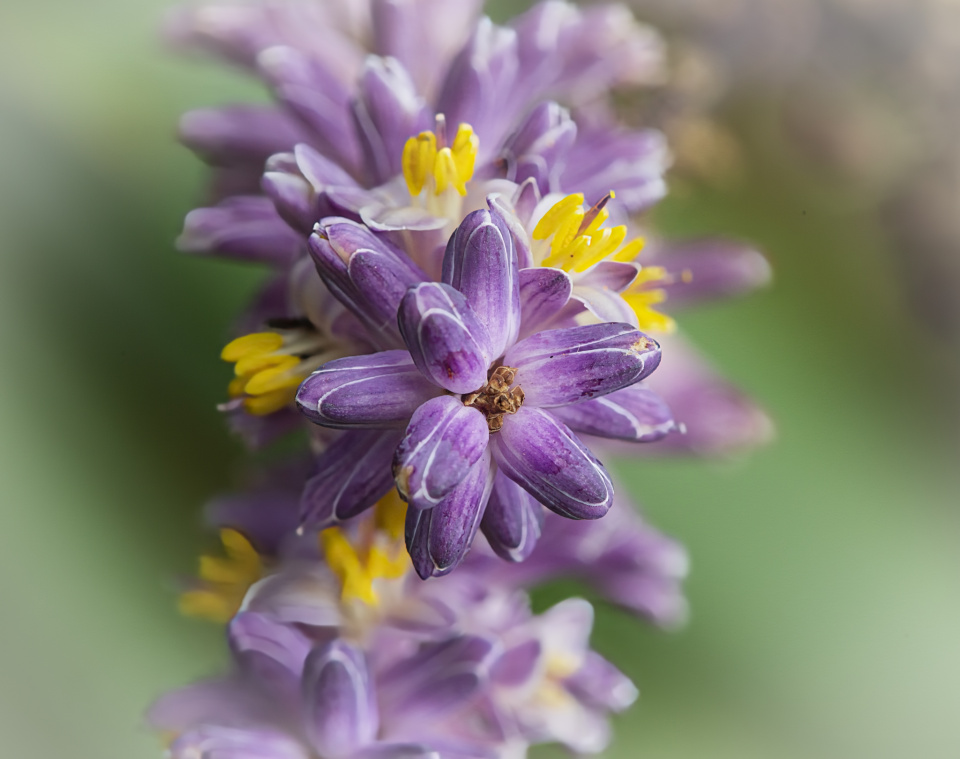 Purple and Yellow | bugsman | Blipfoto