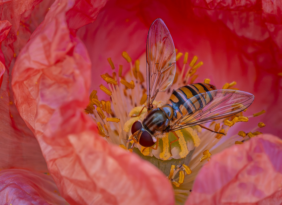 Newly opened poppy | Aliscotia | Blipfoto