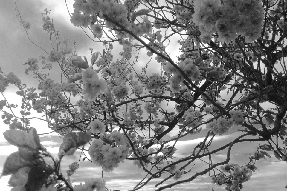 Cherry blossom pink | GEO2B | Blipfoto