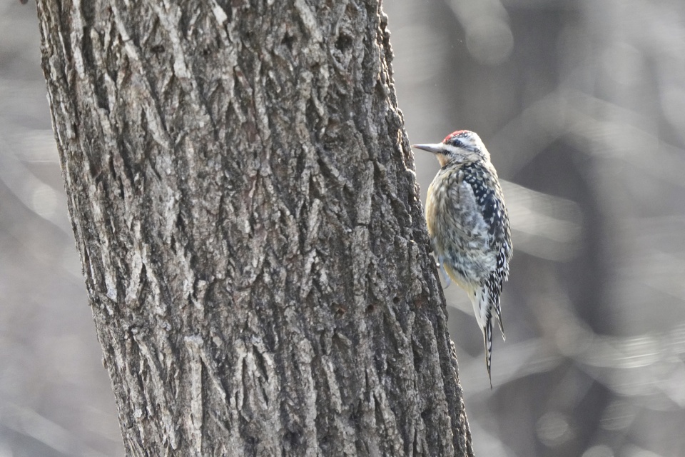 Yellow-bellied Sapsucker | Kimb | Blipfoto