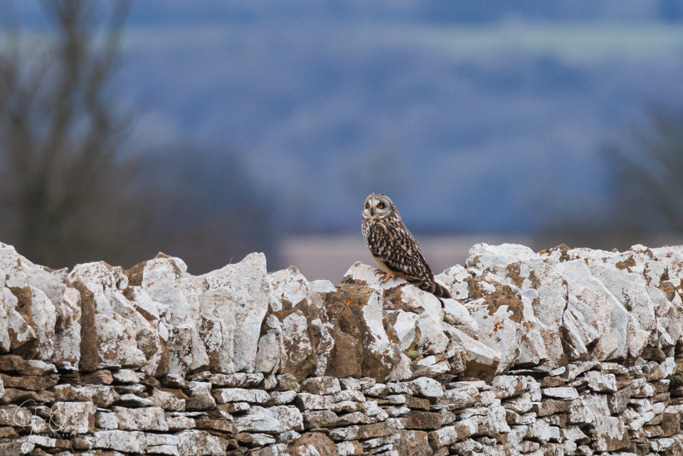 Dusky | JDO | Blipfoto