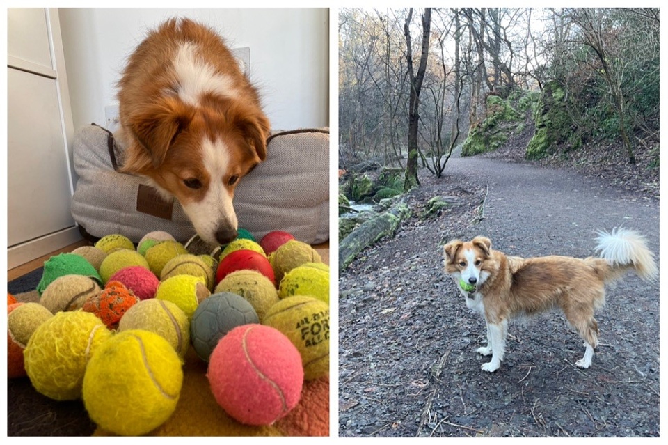 Clean manky old balls | TrixieTheCollie | Blipfoto