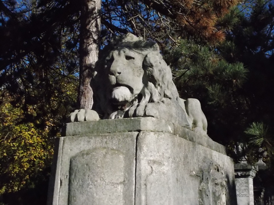 Lion | Redberry | Blipfoto