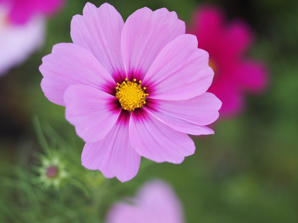 Cosmos.... | pkln | Blipfoto