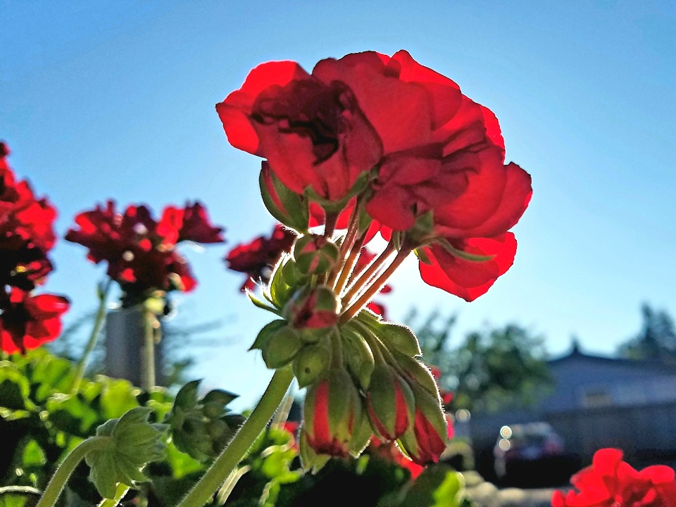 Early Morning Geraniums | RonaldBerry | Blipfoto