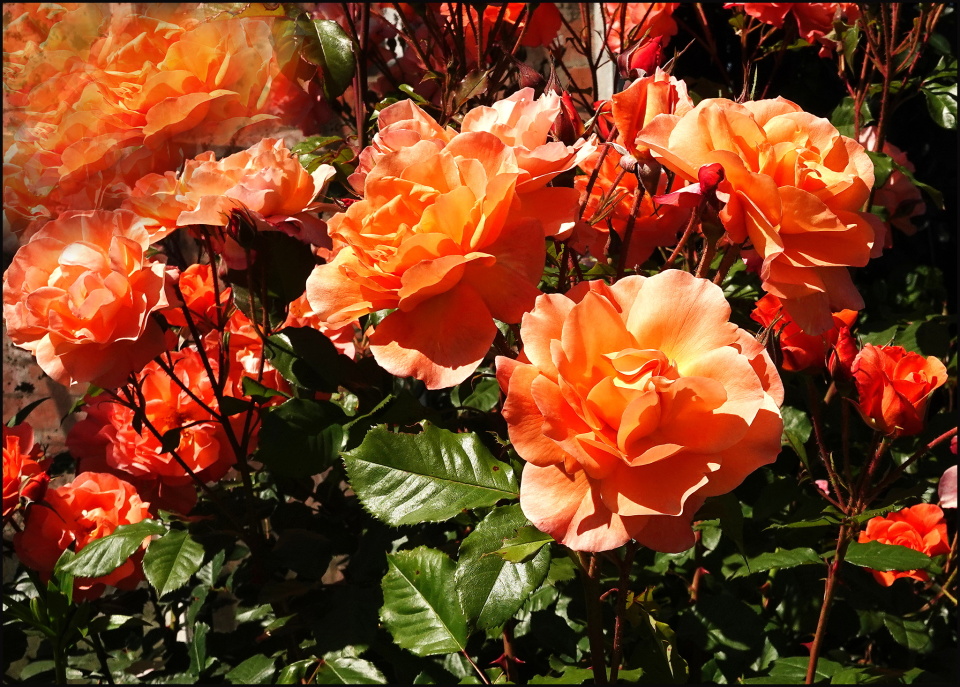 Flamboyant Rose | OldTimer | Blipfoto