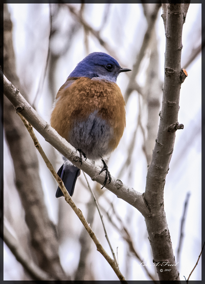 A fluffy Blue Bird | azlee | Blipfoto