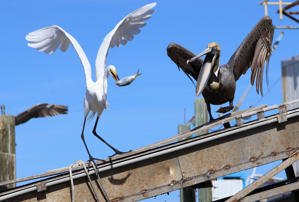 The Big Bird Bait Battle on the Belt | outdoorguy | Blipfoto