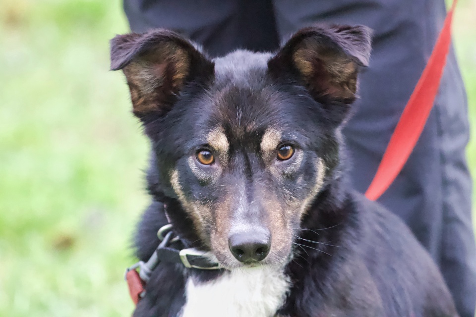 Toff’s first year in the village. | gladders | Blipfoto