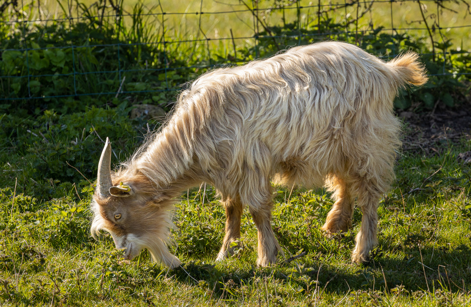 A Shaggy Goat A day of... | madwill | Blipfoto