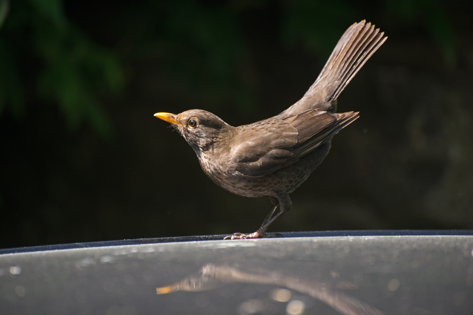 Staying alert | gladders | Blipfoto