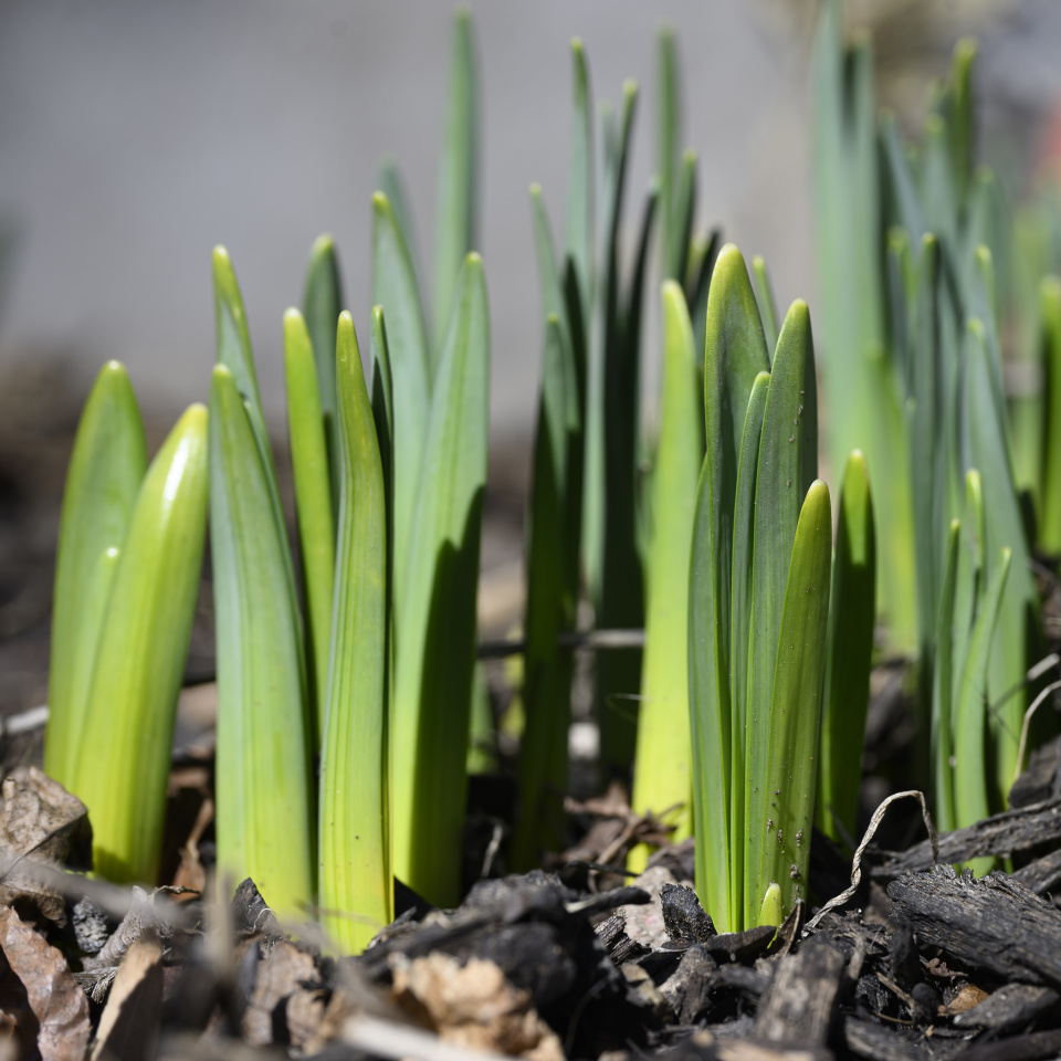 Future Flowers... | dbifulco | Blipfoto