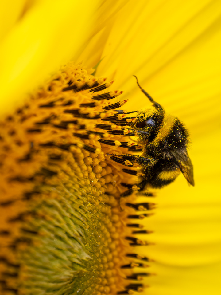 Enjoying the Sunflowers | AH14 | Blipfoto