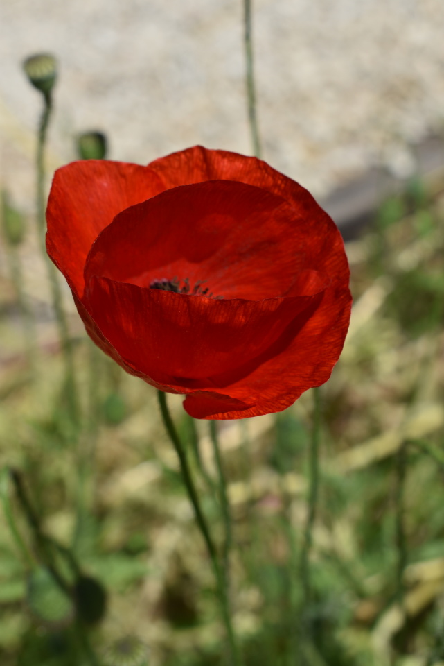 Winking poppy | pixelpixie | Blipfoto