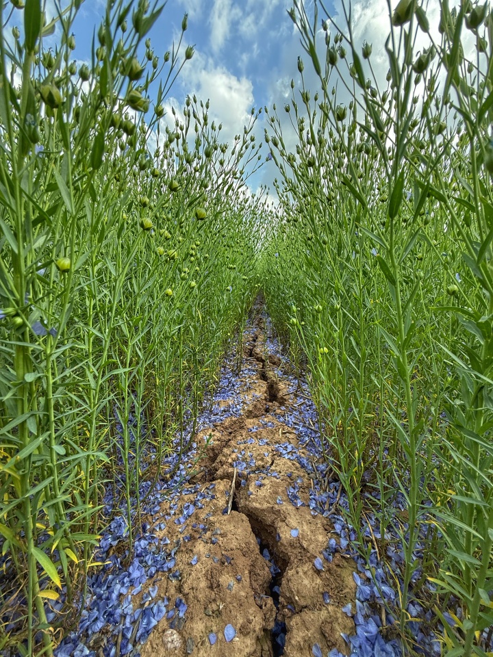 Dry ground and flax petals | Technophobe | Blipfoto