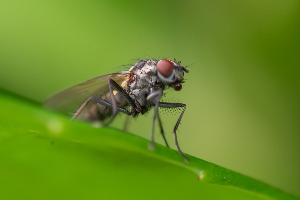 Fly | AH14 | Blipfoto