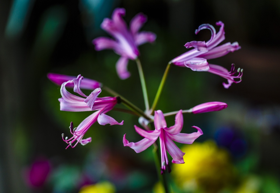 The unknown pink flowering bulb | CleanSteve | Blipfoto