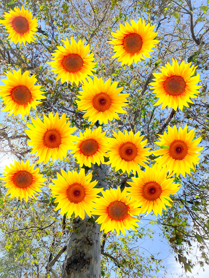 Sunflowers | carolinav | Blipfoto