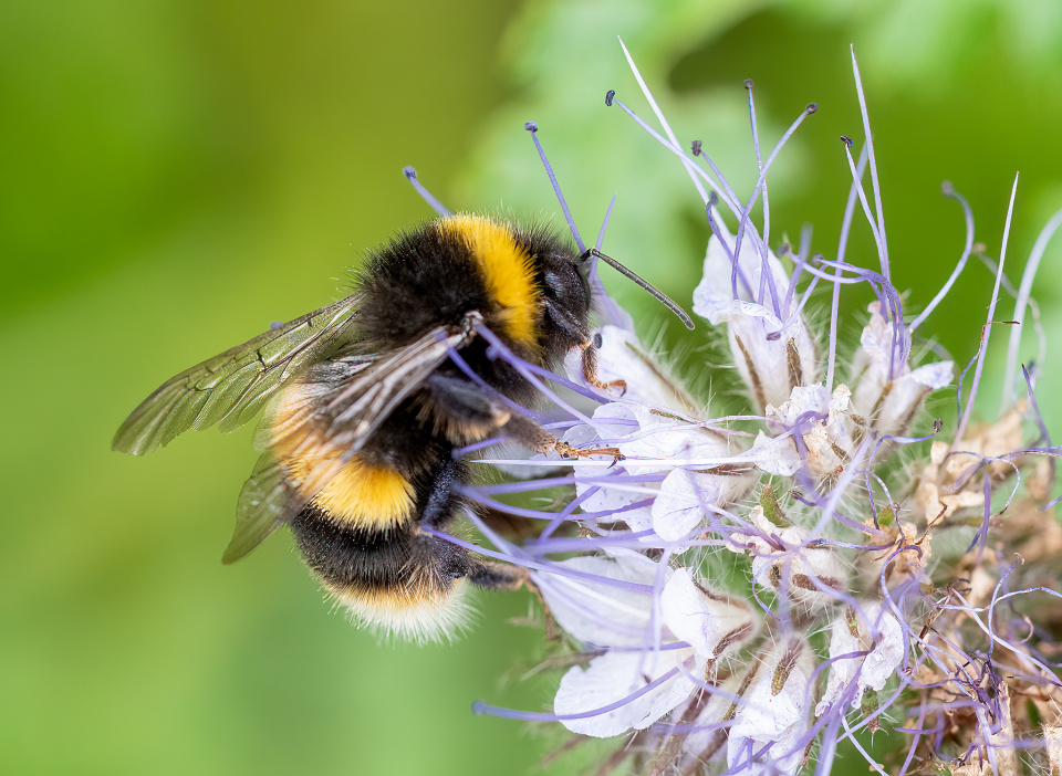 Buff-tailed bumble bee | DarkEyedMary | Blipfoto